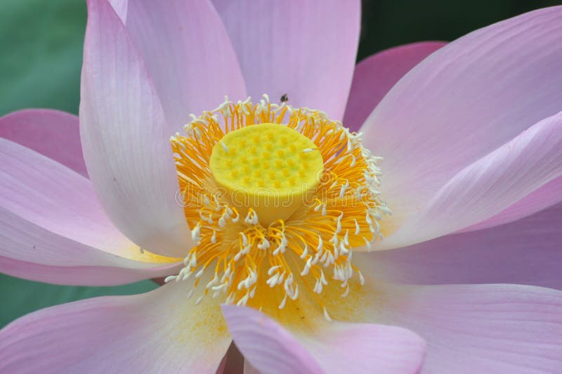 Pink lotus stock image. Image of color, sunshine, lotus - 82084459