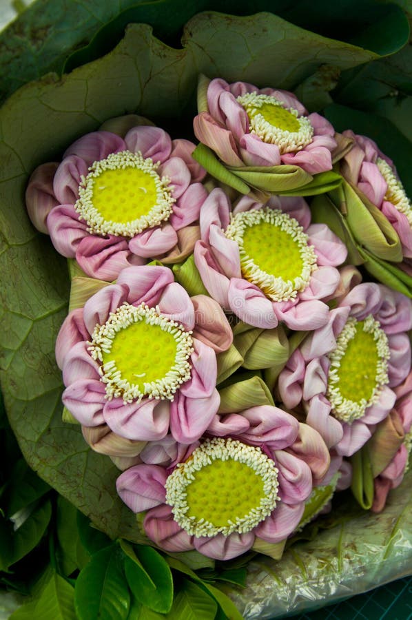 336 Lotus Flower Group Pattern Stock Photos - Free & Royalty-Free Stock ...