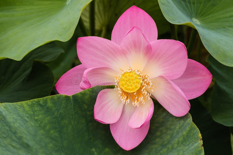 Pink lotus flower head stock photo. Image of leaves, pale - 56085986