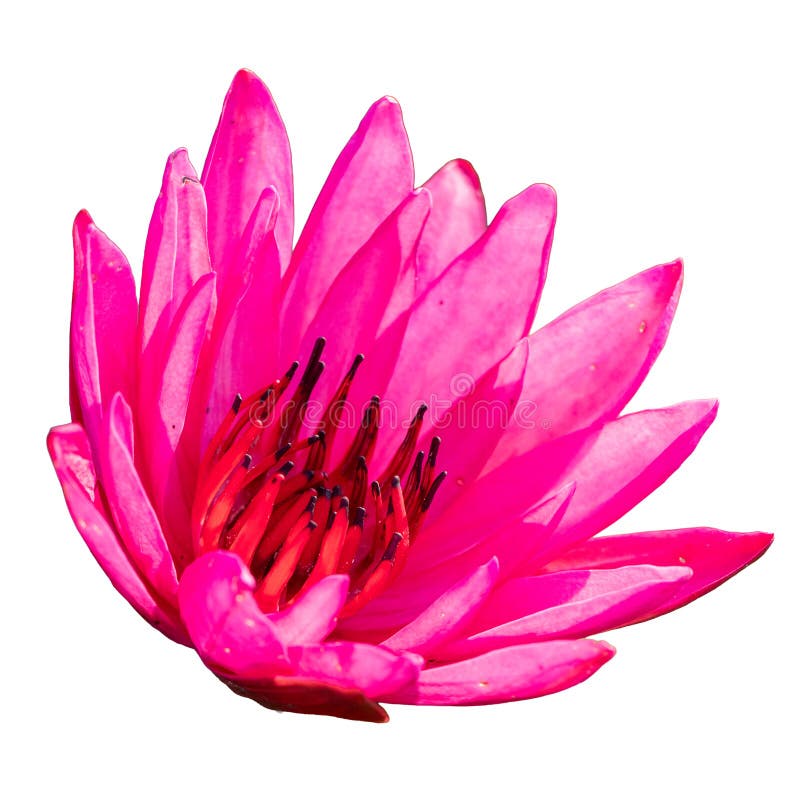 Pink Lotus Flower Isolated on White Stock Photo - Image of lotus ...