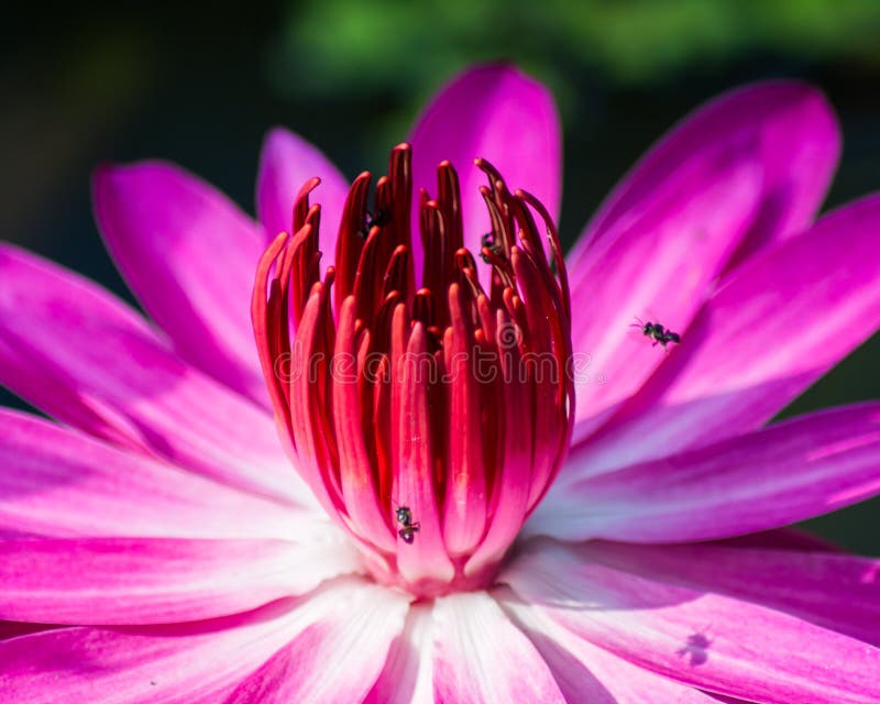 Lotus Flower Pink Macro. Insect Bee Stock Image - Image of bloom ...