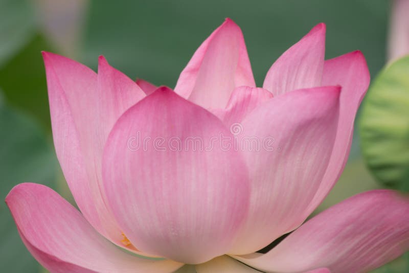 The Pink Lotus Flower in Nature Background Stock Image - Image of ...