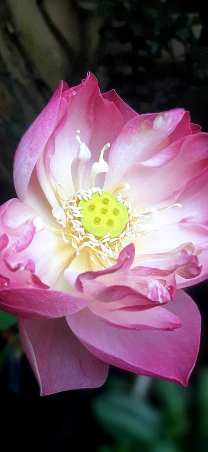 Pink lotus flower opening stock image. Image of purple - 264814003