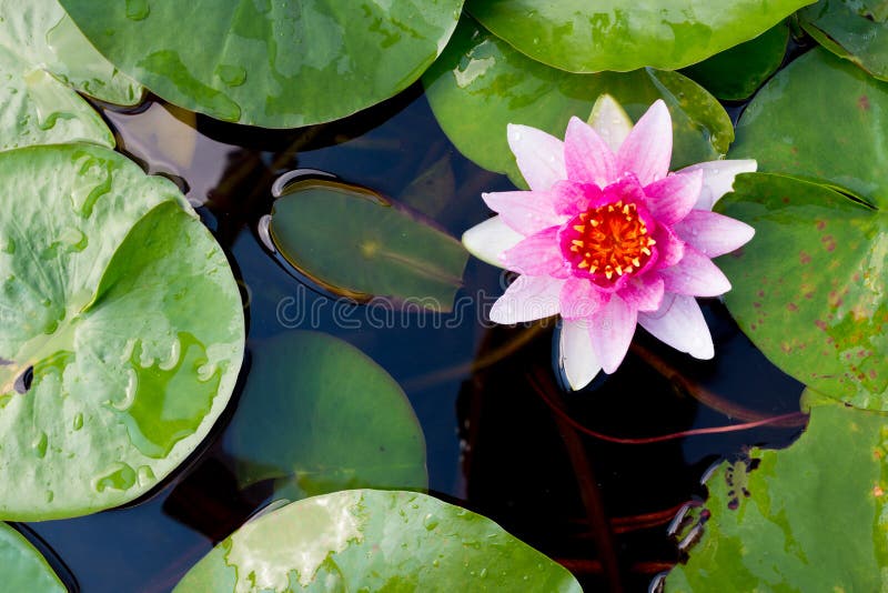 The Pink Lotus Flower in the Peaceful Pond,Top View Stock Image - Image ...