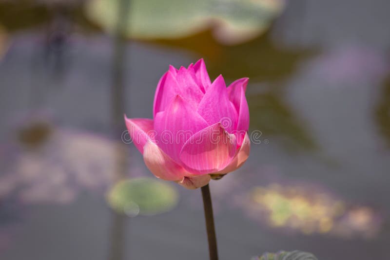 Pink Lotus Flower and Lotus Flower Plants, Selective Color and Focus ...
