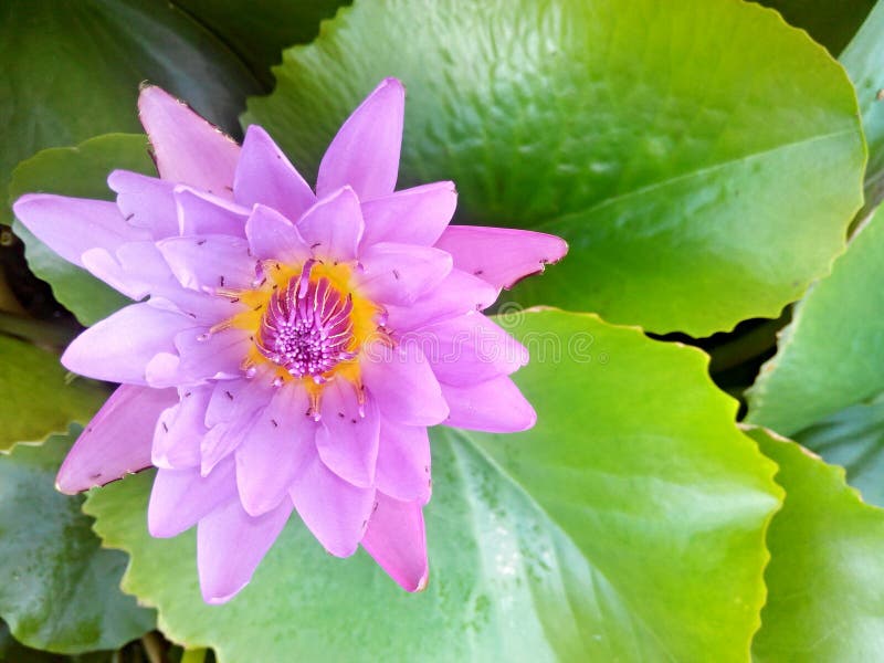 Pink Lotus from Top Side View Stock Photo - Image of view, pink: 47778242