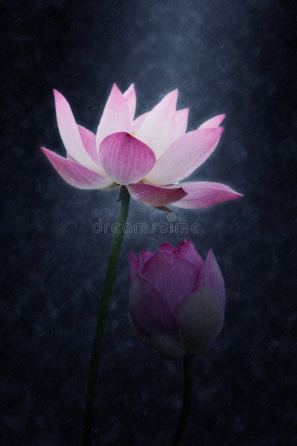 Pink Lotus Flower in the Rains Stock Photo - Image of china, flourish ...