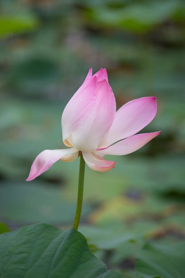 The Field of Pink Lotuses on a Lotus Farm in Vietnam Stock Image ...