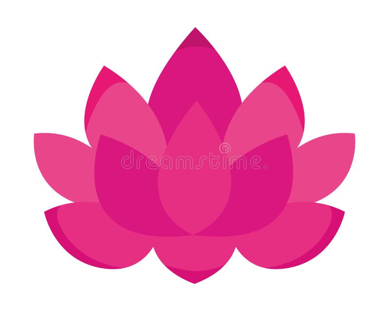 Pink lotus flower stock vector. Illustration of pink - 357581802