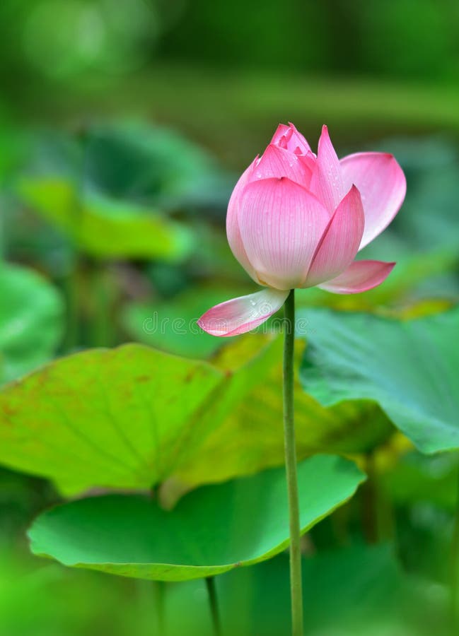 Pink Lotus flowers stock photo. Image of lily, nature - 25527094