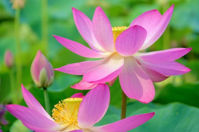 Pink Lotus flowers stock image. Image of plant, bloom - 154922507