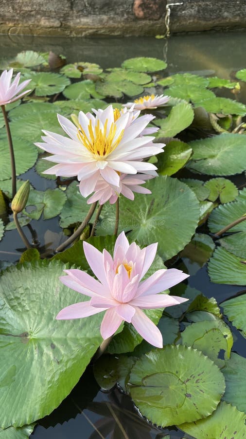 Pink Lotus Flowers Floating on Calm Pond Stock Photo - Image of pink ...