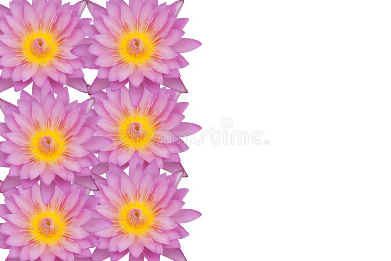 Pink Lotus Flowers Texture Background Stock Image - Image of fresh ...