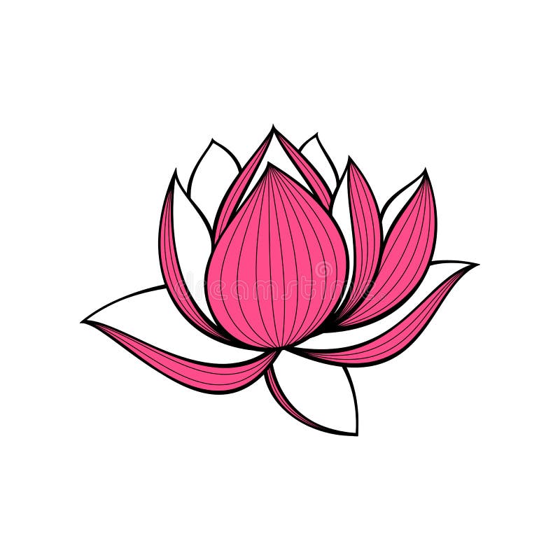 Pink Lotus Graphic Design on White Stock Illustration - Illustration of ...