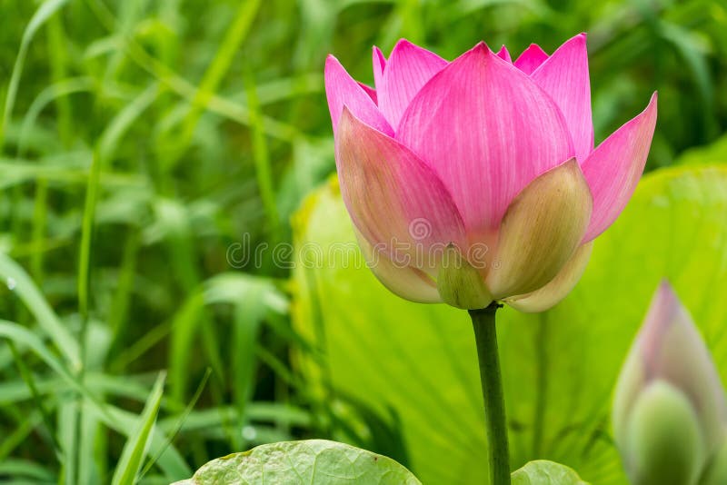 Pink Lotus Green Lotus Natural Beauty Stock Image - Image of softness ...