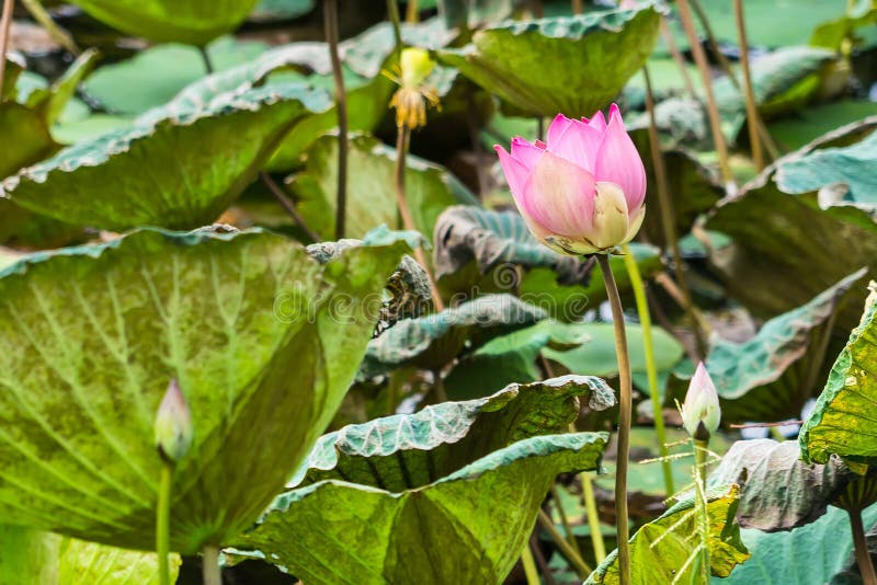 Pink Lotus Green Lotus Natural Beauty Stock Photo - Image of purple ...