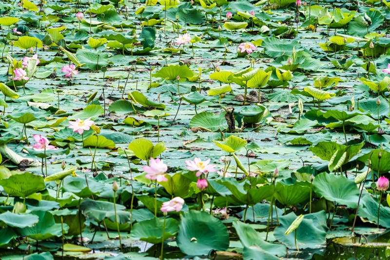 Pink Lotus Green Lotus Natural Beauty Stock Photo - Image of blossom ...