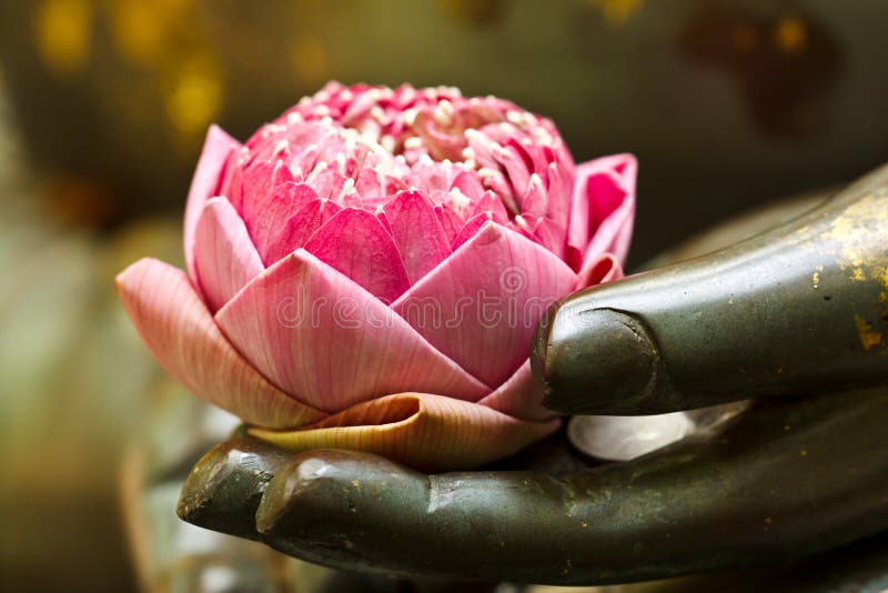 Lotus in hand of buddha stock photo. Image of meditation - 20889462