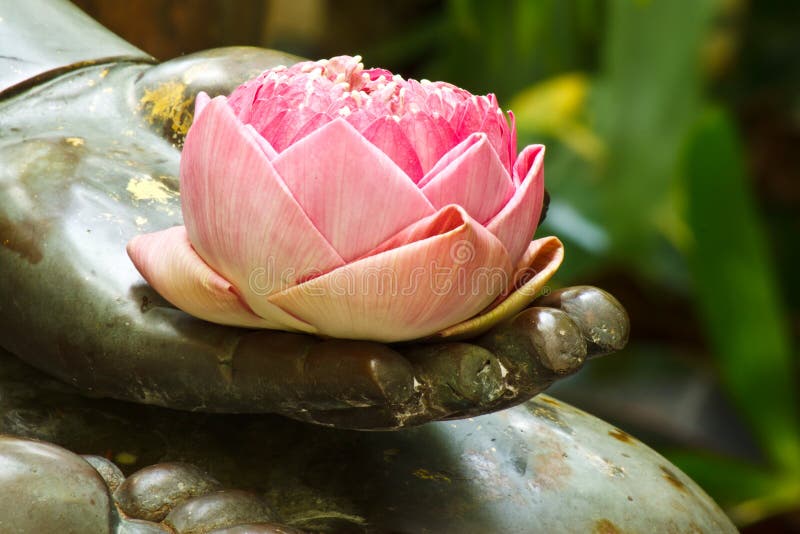 3,206 Hand Lotus Flower Stock Photos - Free & Royalty-Free Stock Photos ...