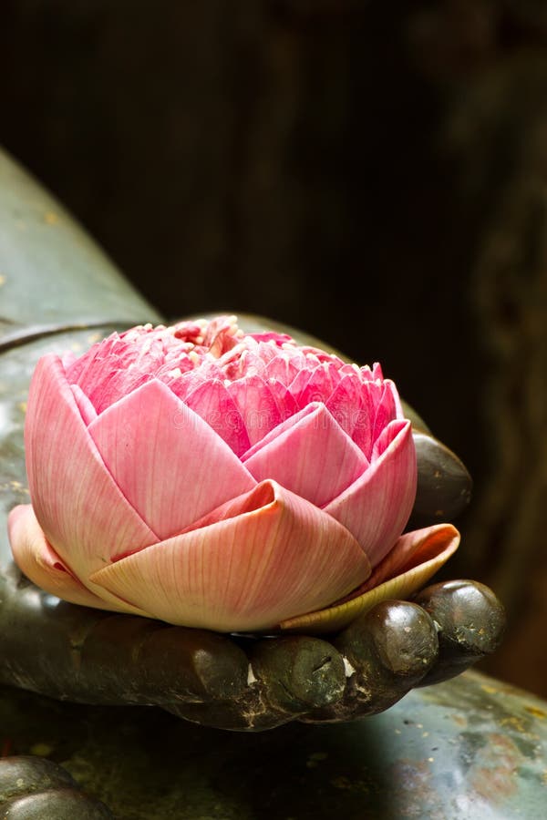 111 Palm Hand Lotus Flower Stock Photos - Free & Royalty-Free Stock ...