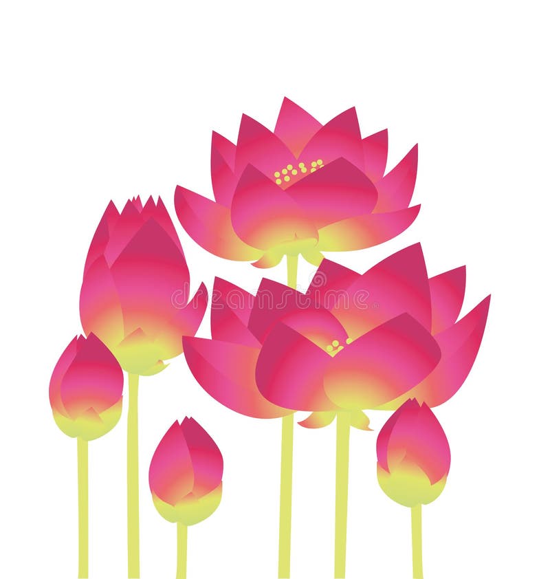 Pink Lotus Lilies Decorative Floral Element. Stock Vector ...