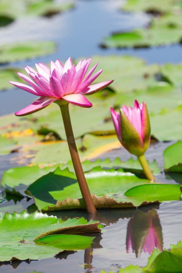 Pink lotus stock photo. Image of petal, plant, nature - 35545660
