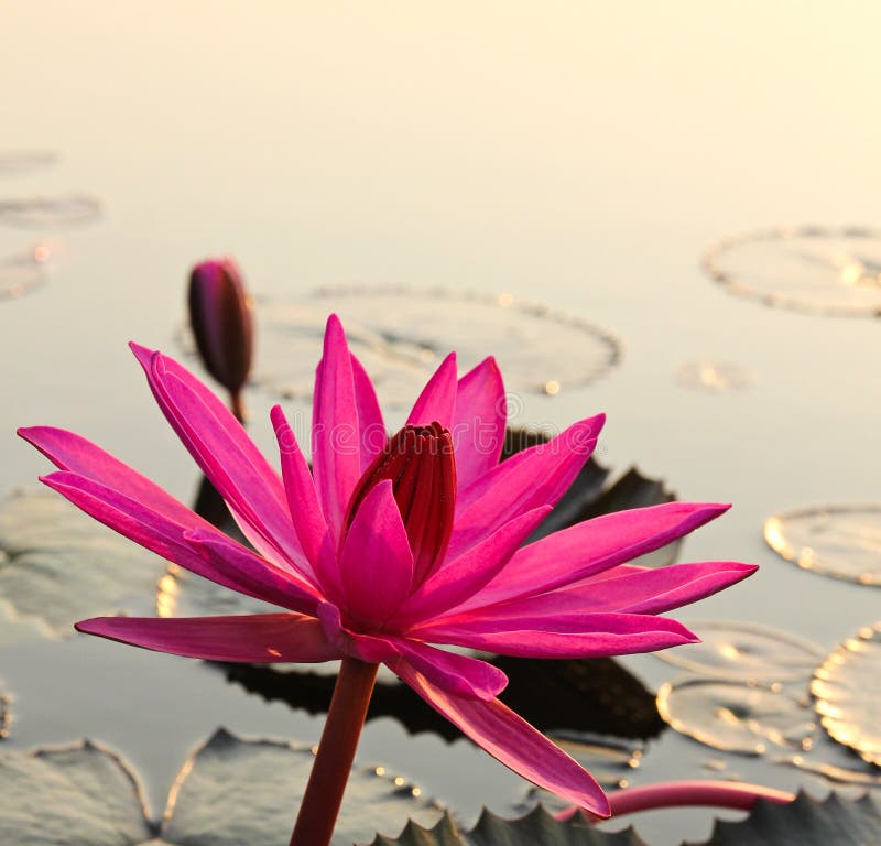 Pink Lotus in the Morning Light Stock Photo - Image of evening ...
