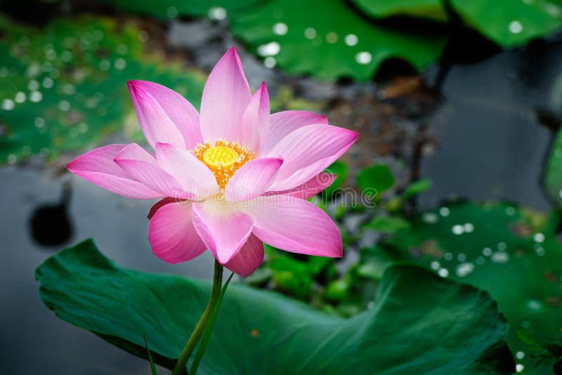 Pink Lotus stock image. Image of nature, lotus, garden - 75442141