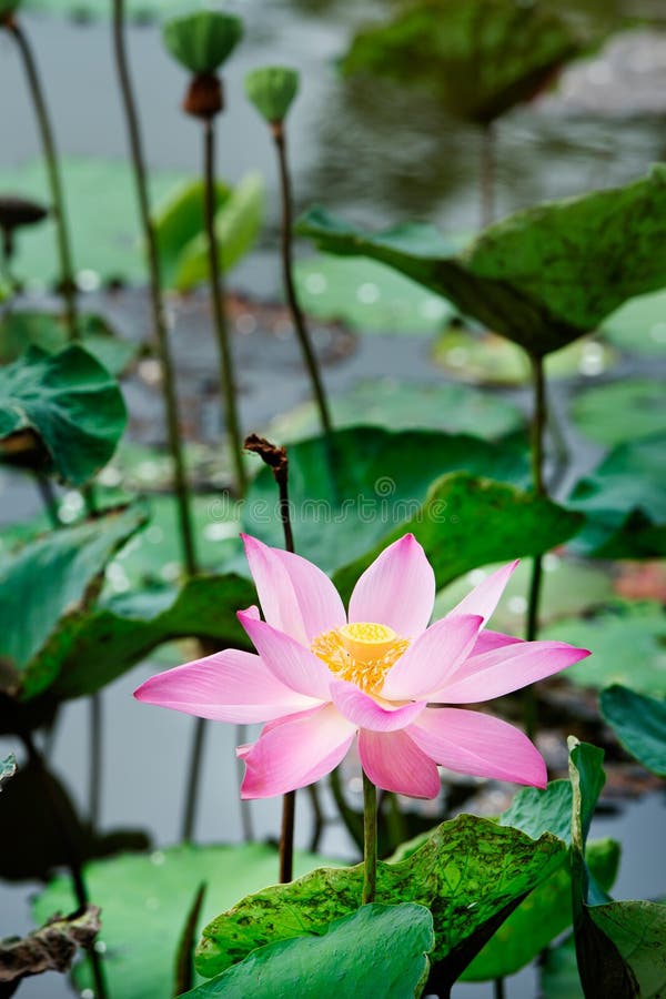 Pink Lotus stock image. Image of lotus, natural, beauty - 90780687