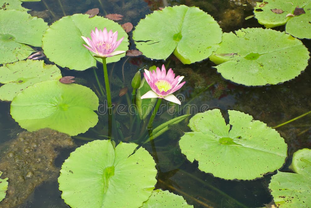 Pink Lotus. Nymphaea Lotus Linn Stock Image - Image of botanical ...