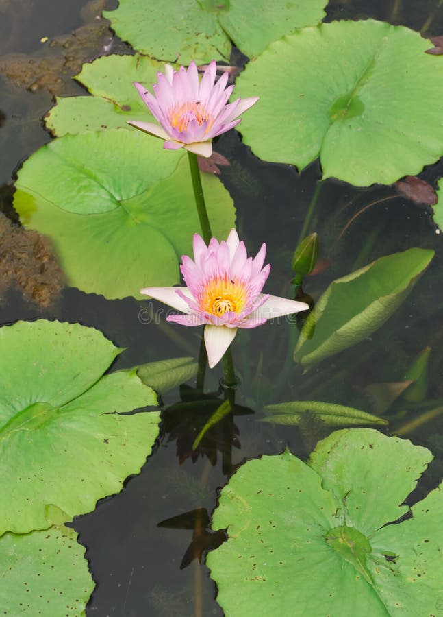 Pink Lotus. Nymphaea Lotus Linn Stock Photo - Image of fragrant, lily ...