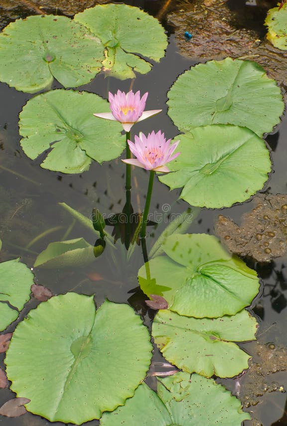 Pink Lotus. Nymphaea Lotus Linn Stock Photo - Image of flourish, lake ...