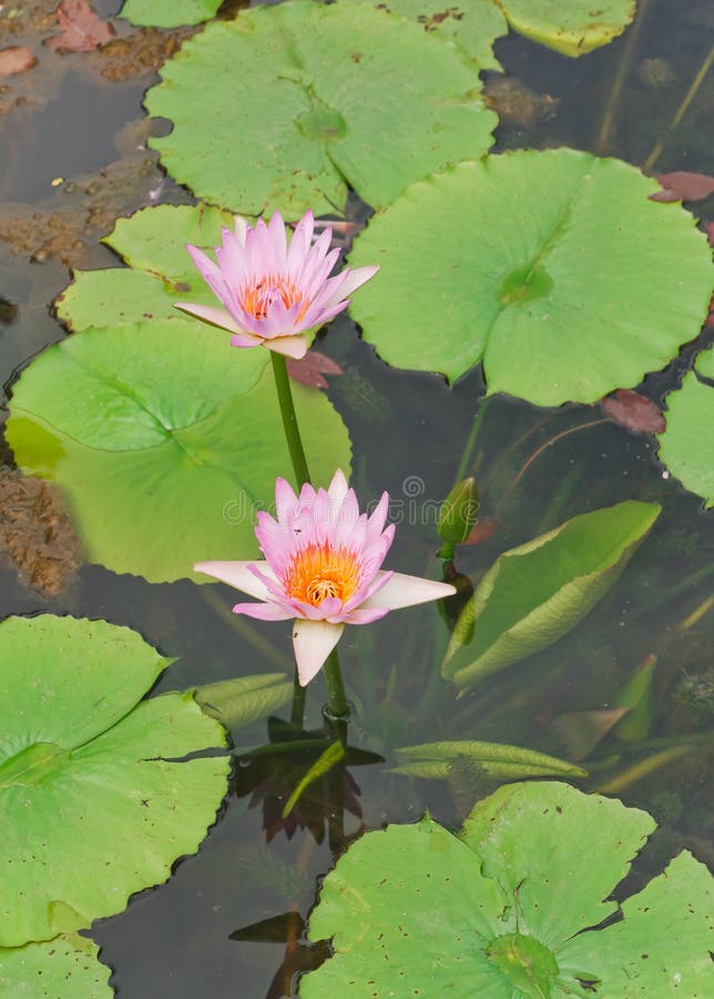Pink Lotus.( Nymphaea Lotus Linn ) Stock Image - Image of flower ...
