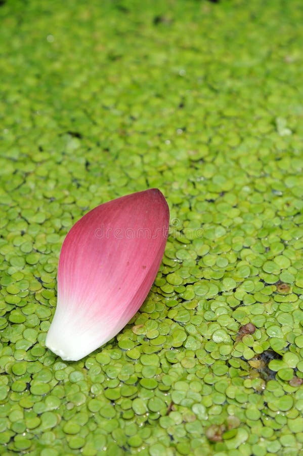 Lotus petals stock image. Image of aquatic, leaf, garden - 43167251