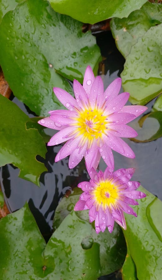 Pink lotus in the garden stock image. Image of lotus - 186289399