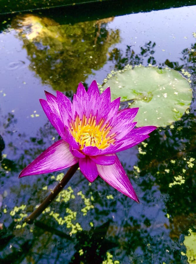 Beautiful Reflex of Flower in Water Drop Stock Photo - Image of pink ...