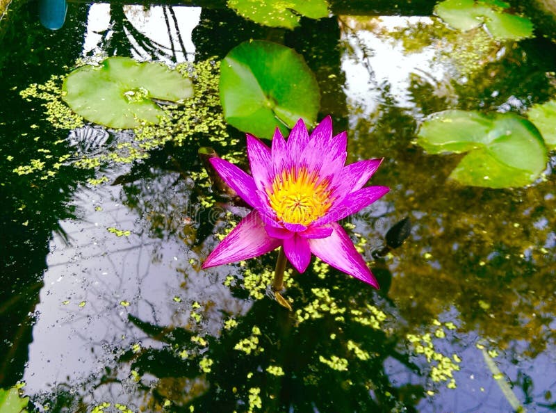 Beautiful Reflex of Flower in Water Drop Stock Photo - Image of pink ...