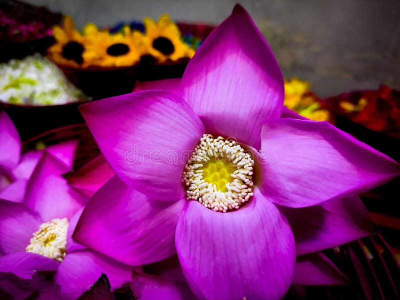 A pink lotus portrait stock photo. Image of leaf, plant - 191882508