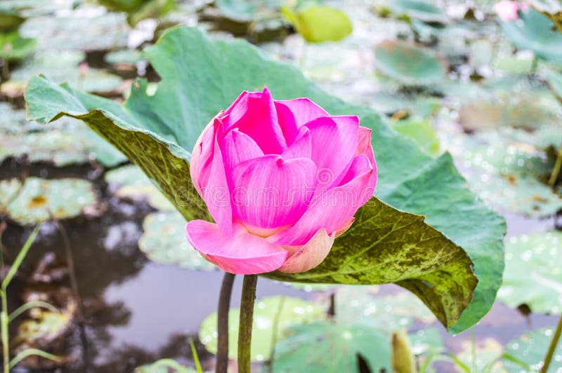 Pink lotus stock photo. Image of plant, peace, lotus - 42908174