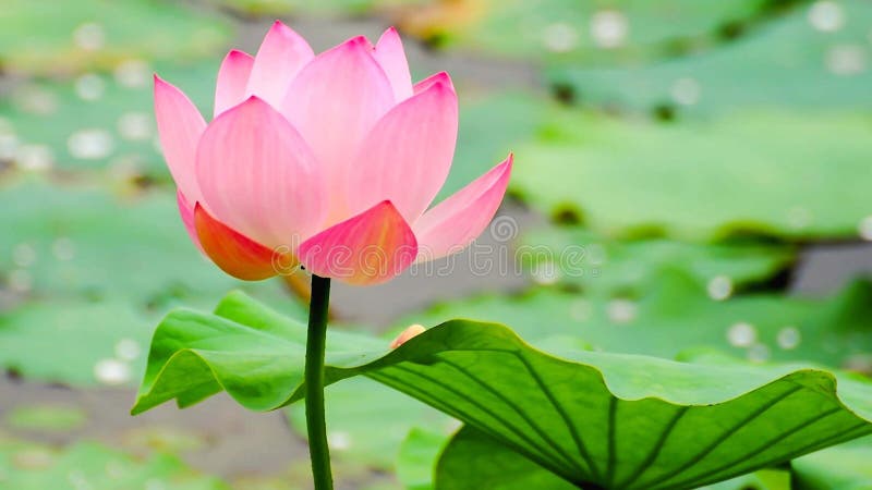 41+ Pink lotus river Free Stock Photos - StockFreeImages