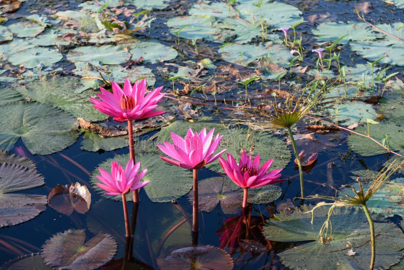 Pink lotus in the river. stock photo. Image of garden - 63921308
