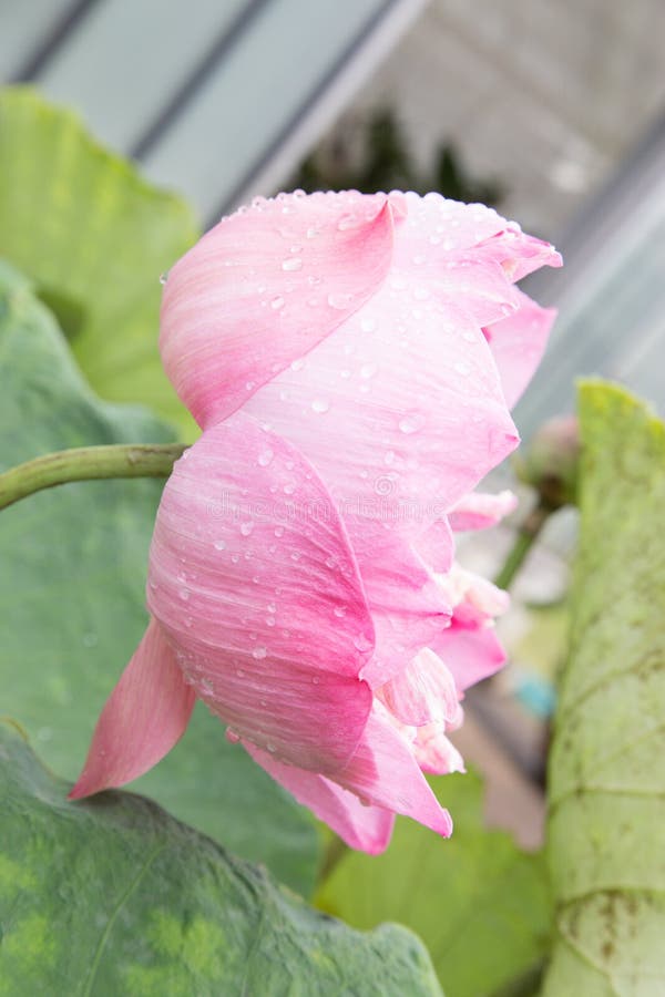 Pink lotus s side view stock image. Image of buddhism - 35264557