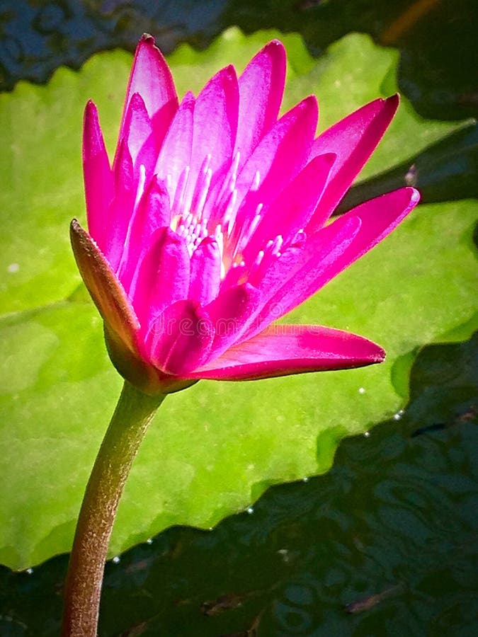 Pink lotus stock image. Image of sunshine, pinkflowers - 48589221