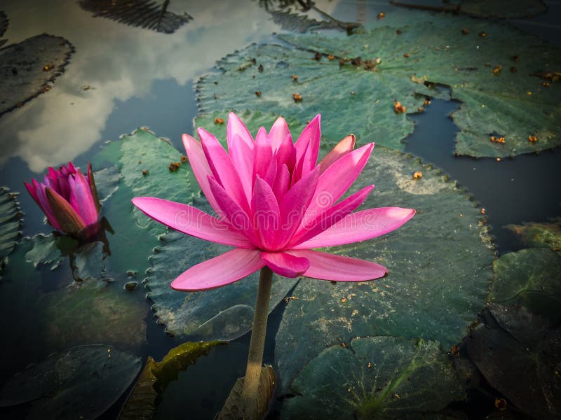 Lotus pink swamp pond stock photo. Image of pond, beautiful - 108310736