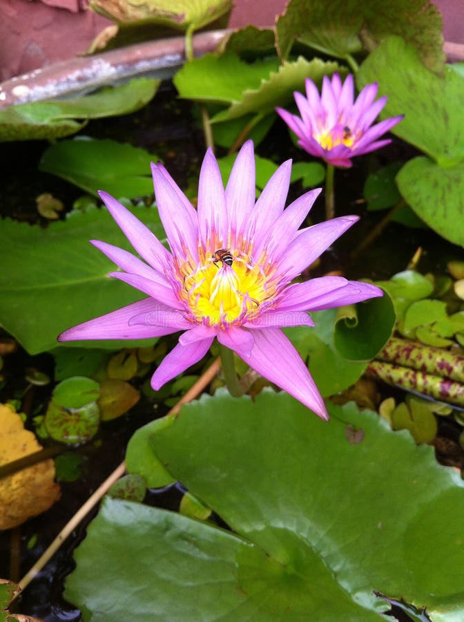 Pink lotus flower editorial photography. Image of scenery - 69446102