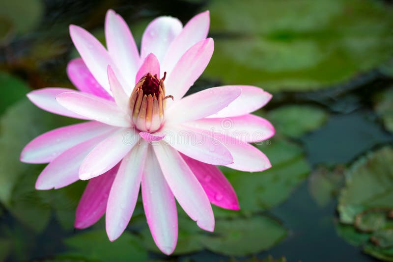 Pink Lotus stock image. Image of background, lotus, petal - 52724157