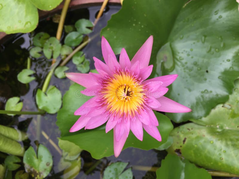 Pink lotus. stock image. Image of view, pink, lotus - 153479521