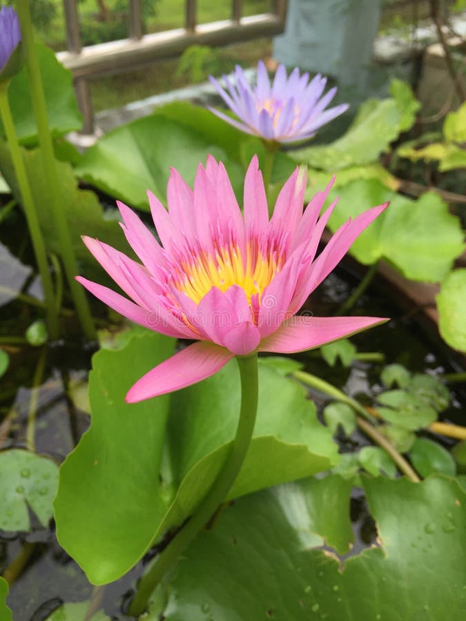 Pink lotus. stock image. Image of view, lotus, pink - 153479549