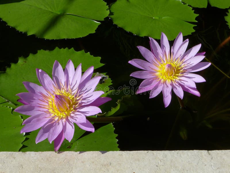 Pink lotus stock photo. Image of elegance, garden, meditation - 46410858