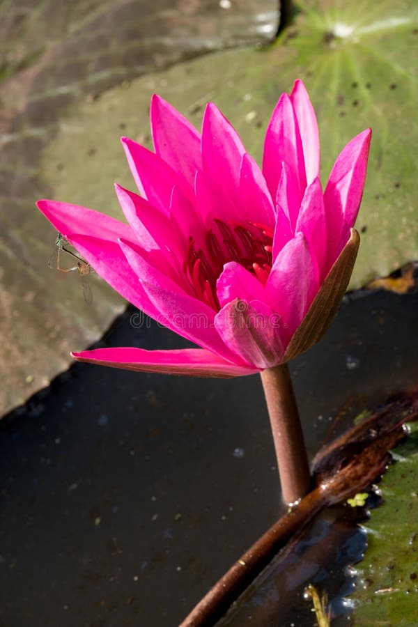 Pink Lotus stock image. Image of garden, tropical, pink - 108579737